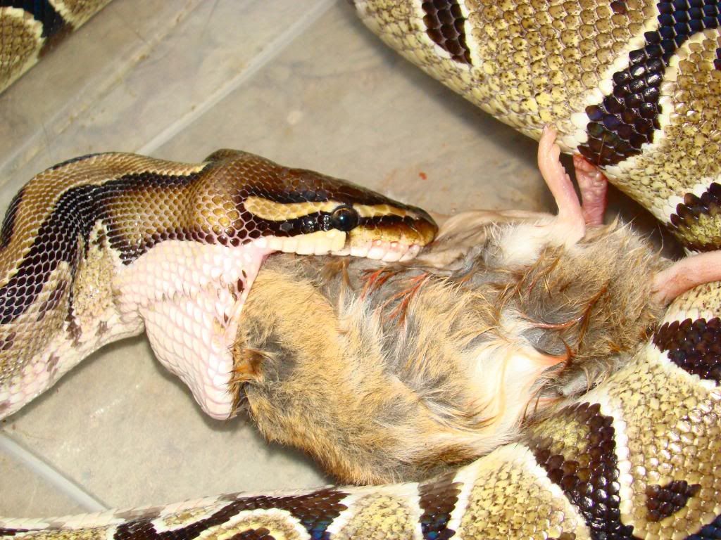 carrie-s-ball-python-eating-photo-by-suncoastherpsociety-photobucket